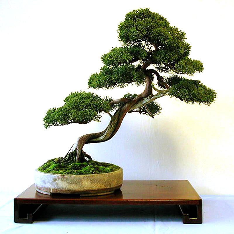 Te Yang Bonsai: SHAKAN – Estilo inclinado