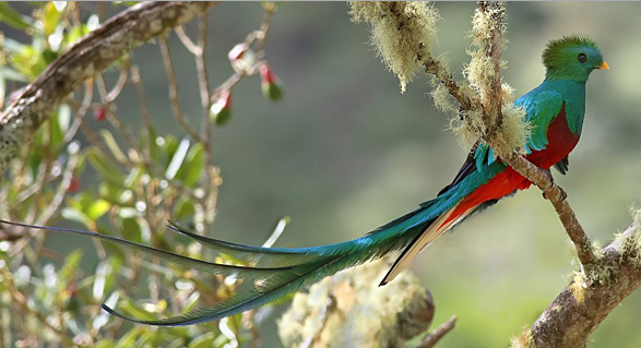 Mundo animal: Quetzal-resplandecente