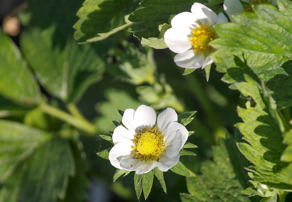 Fragaria «frutilla» «fresa» - Id Plantae