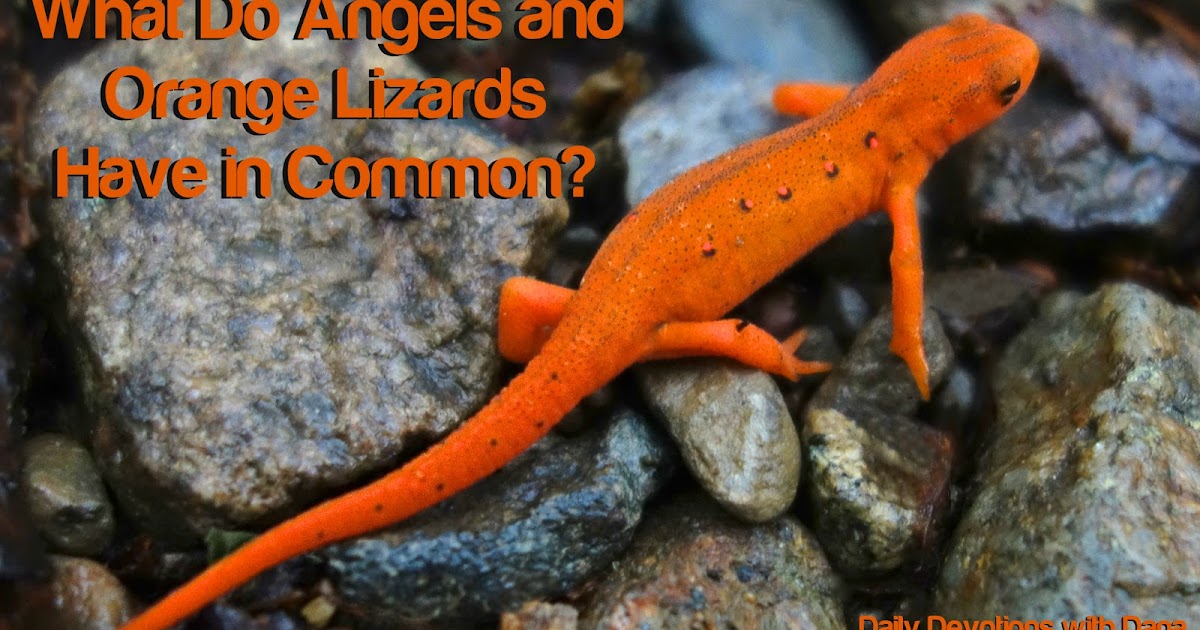 A Word Fitly Spoken: What Do Angels and Orange Lizards Have in Common?