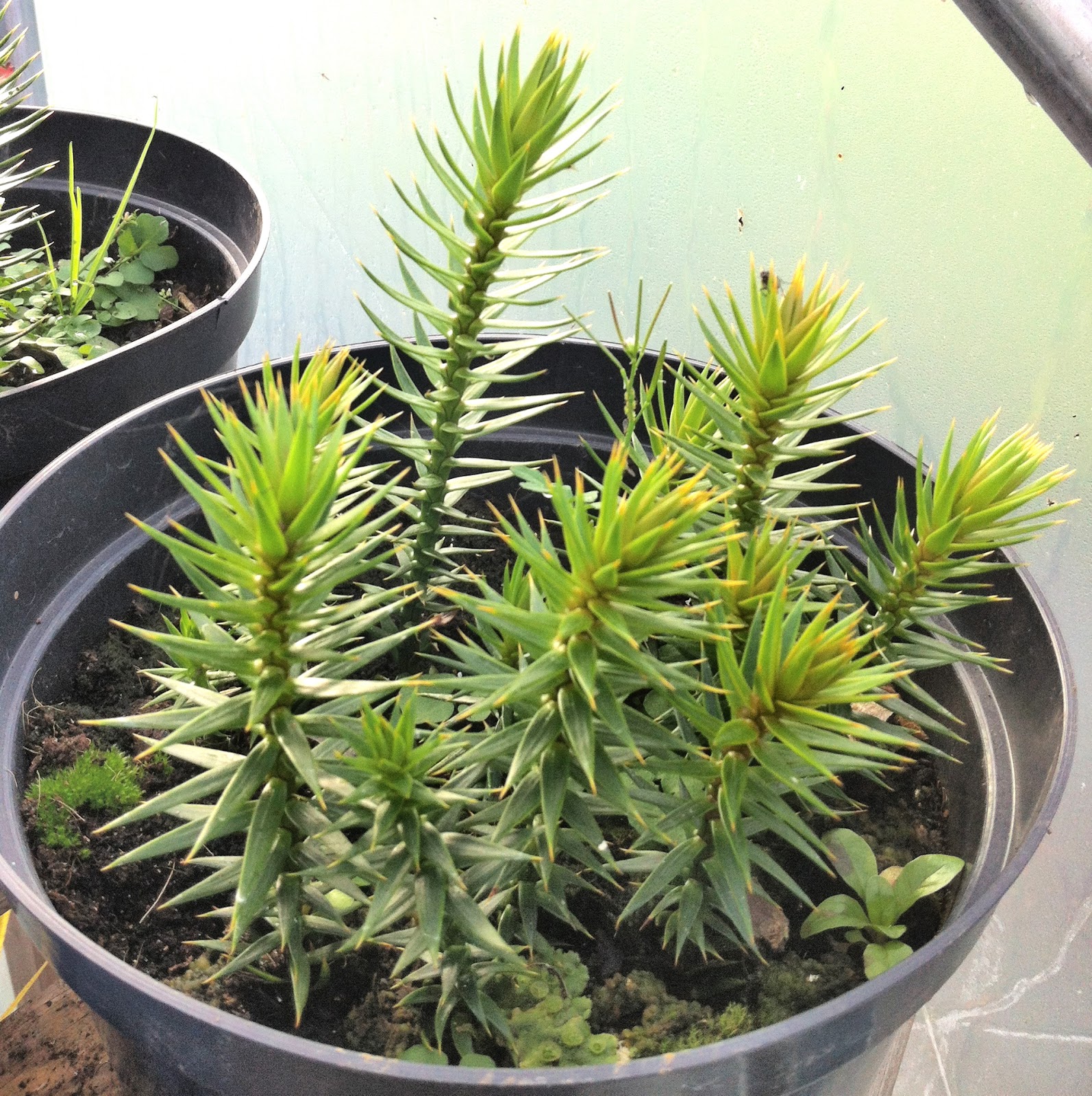 Raw Edible Plants Monkey Puzzle Tree Araucaria Araucana raw-edible-plants-monkey-puzzle-tree-araucaria-araucana
