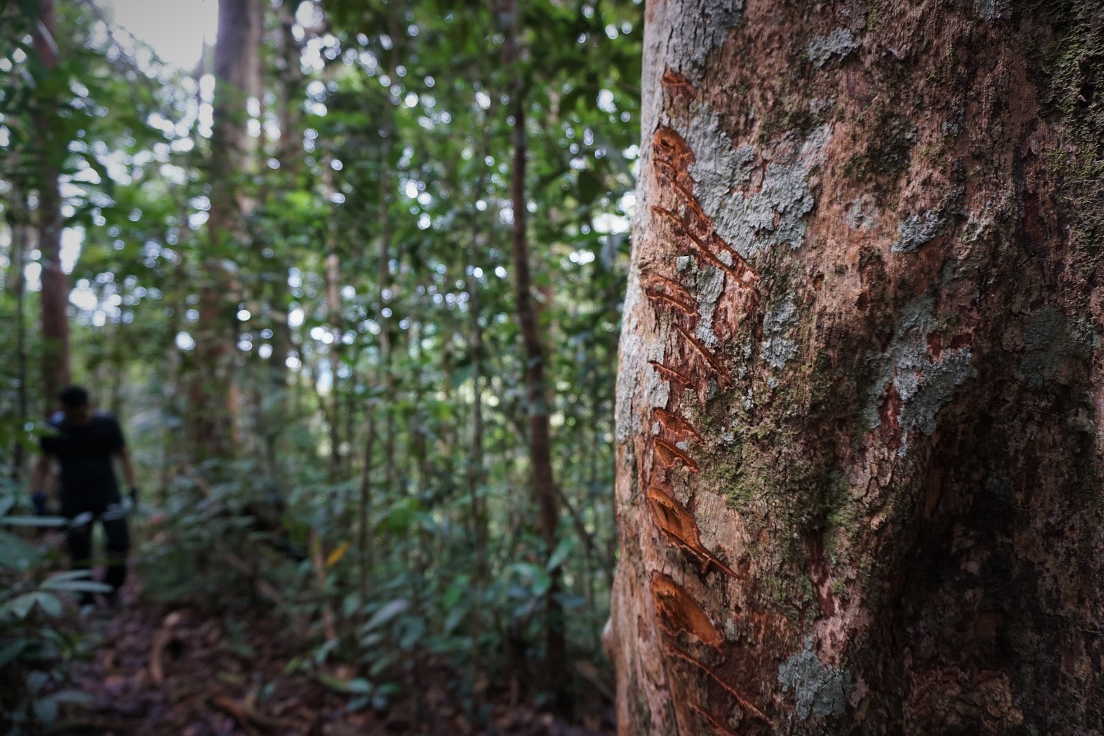 3D2N Kelantan Hiking Trip : Gua Gelap - Pagar - Keris & Gunung Baha ...