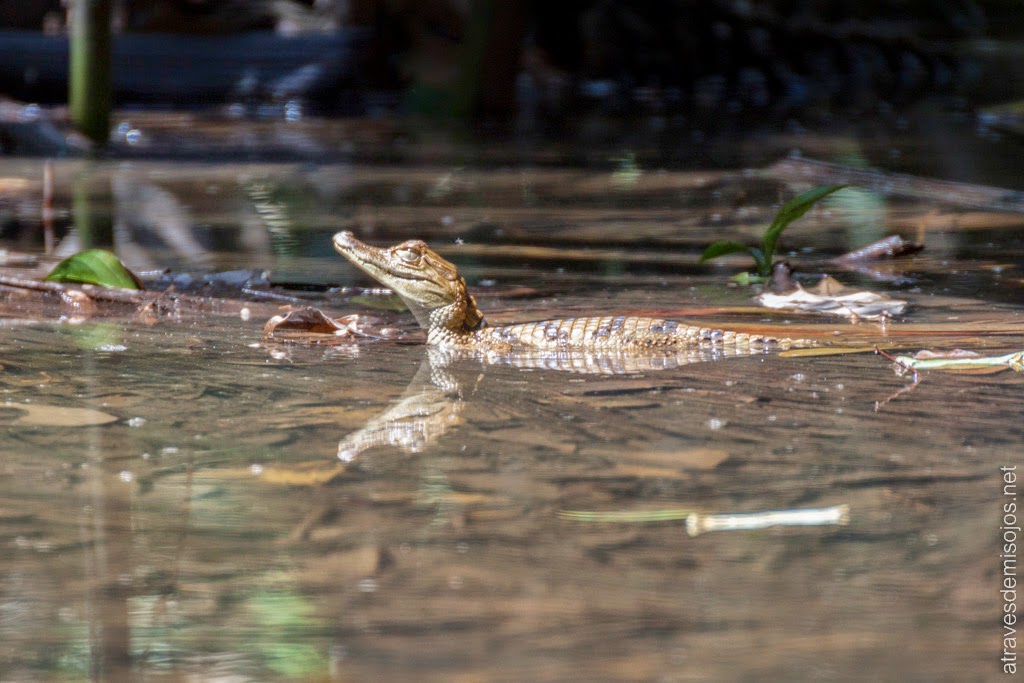 Pajareando por Perú: Selva: Lago Sandoval y Reserva Nacional de Tambopata