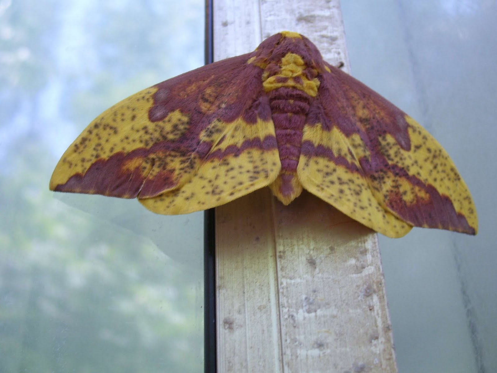 More Grumbine Science: Giant Mutant Imperial Moths