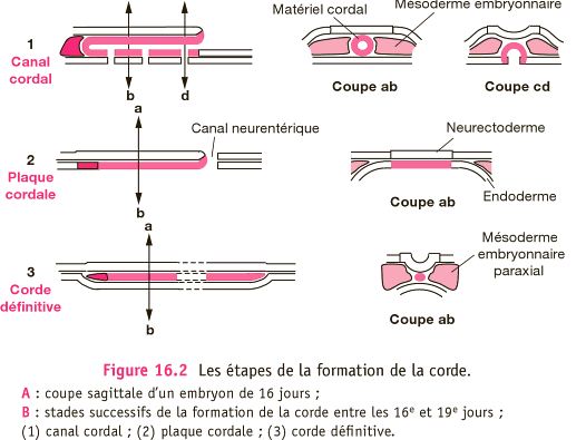 Un médecin du sport vous informe