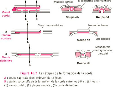 Un médecin du sport vous informe