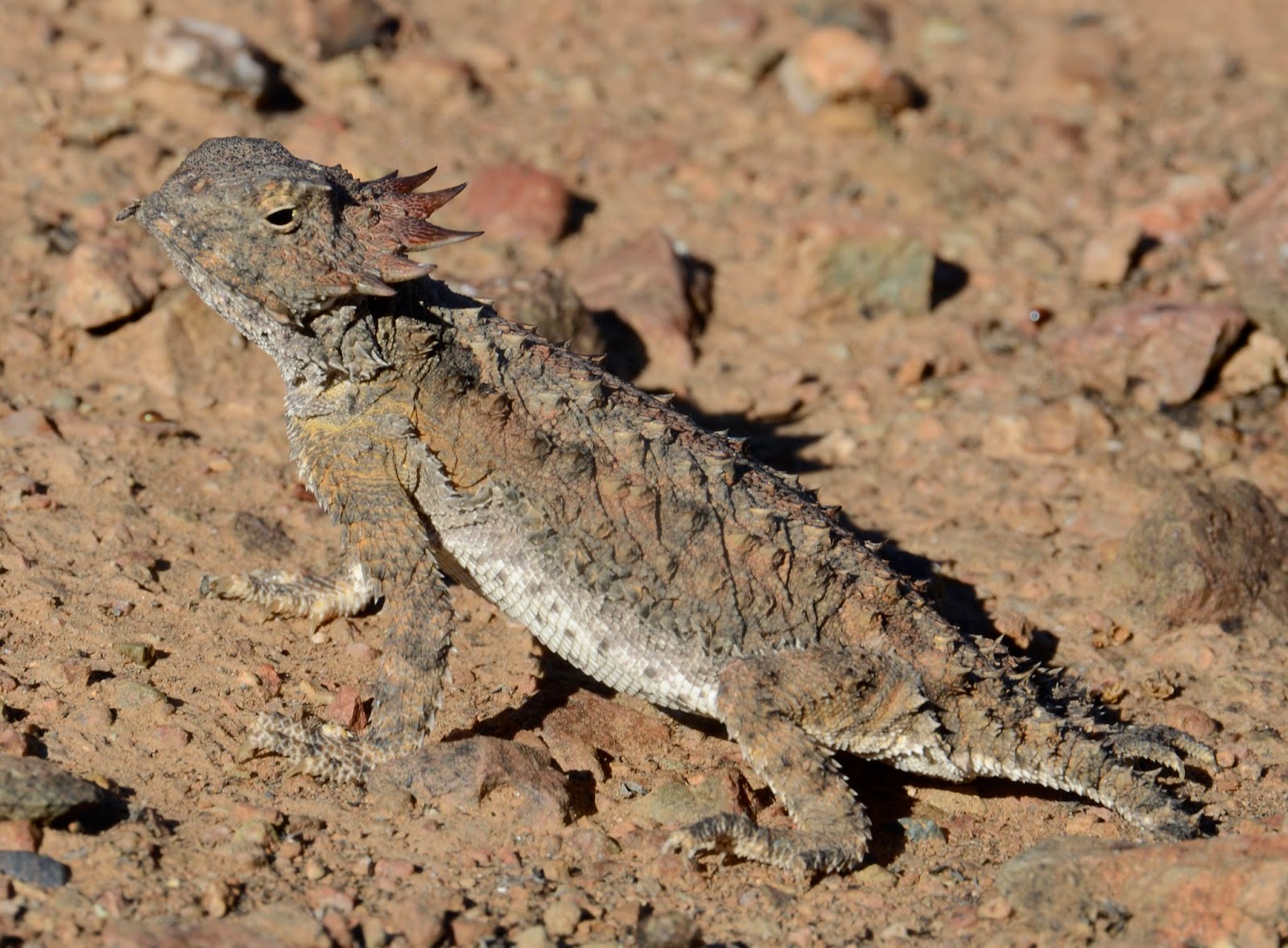 Suburban Naturalist: What a Lizard Wants