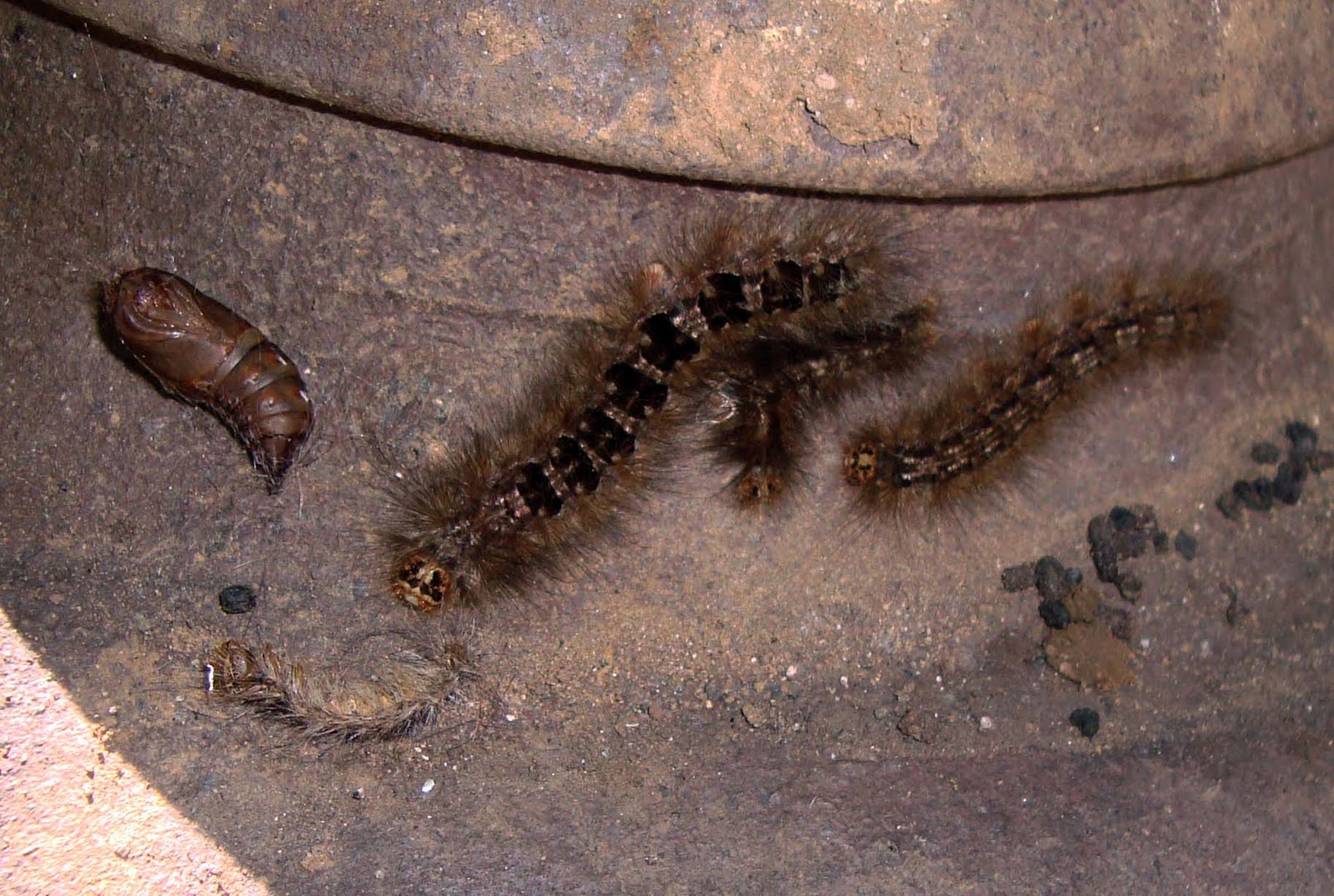 Living with Nature - School on Blog by Dr. Abercio V. Rotor: Beware of ...