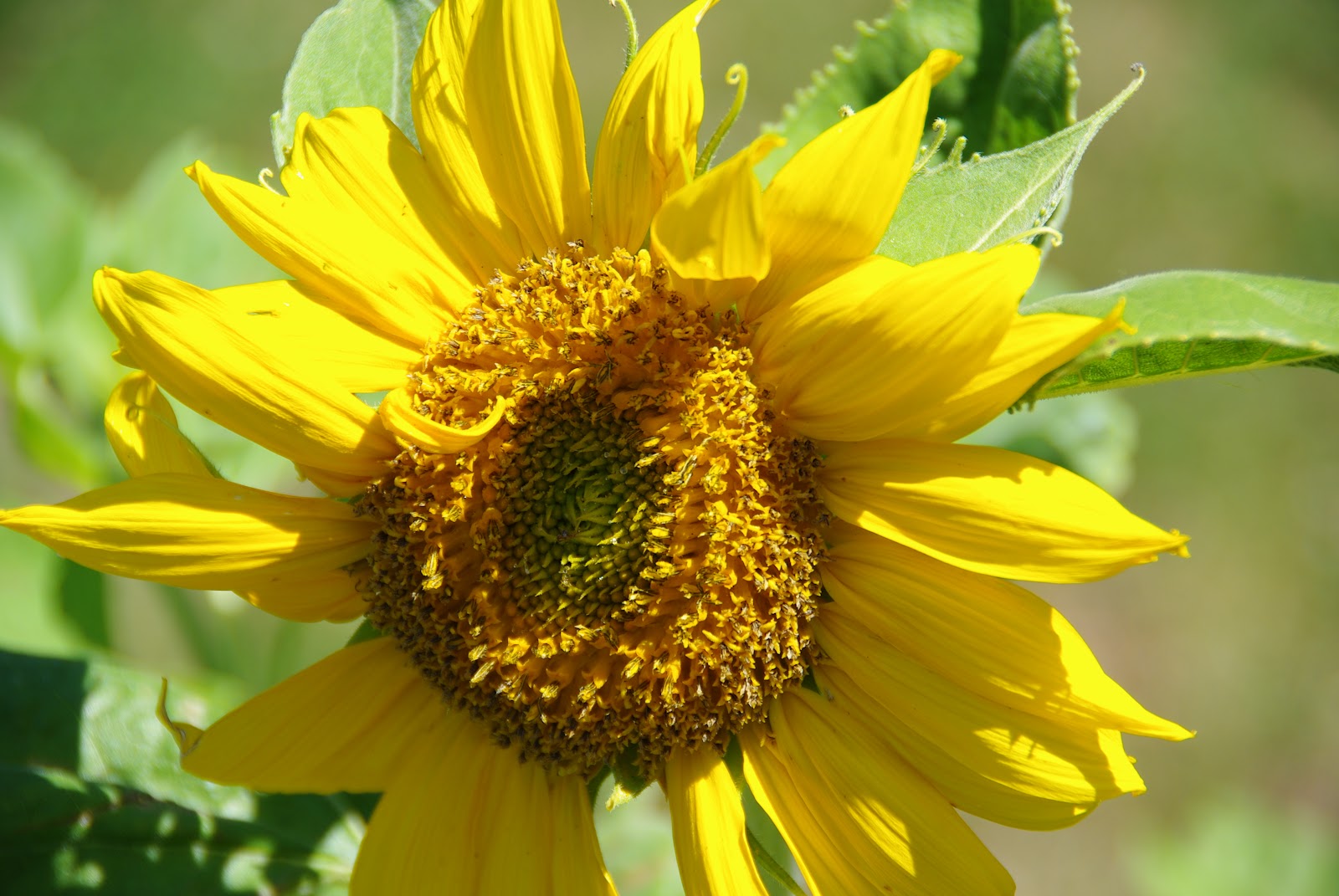 Sassy & Ginger Chronicles (and Chili Too!)