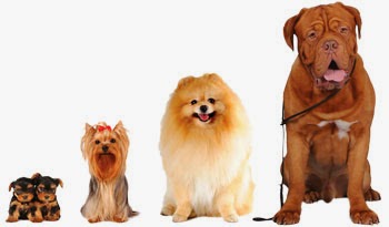 Pet Dog Files: DOG BREEDS