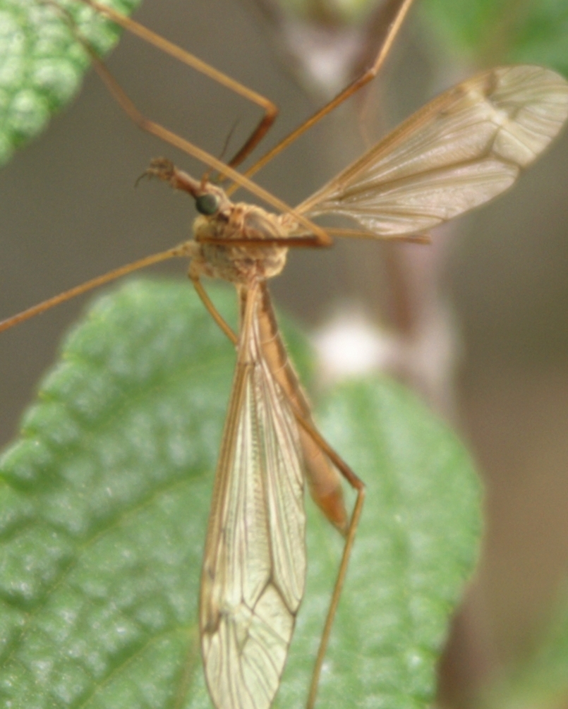 Am I Bugging You Yet?: Crane Fly Season