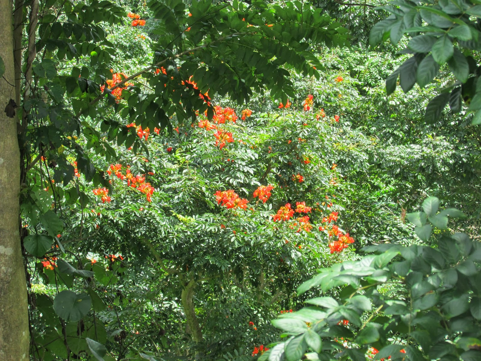 COLLINS IN THE SOUTH PACIFIC: Eastern Side of Fiji