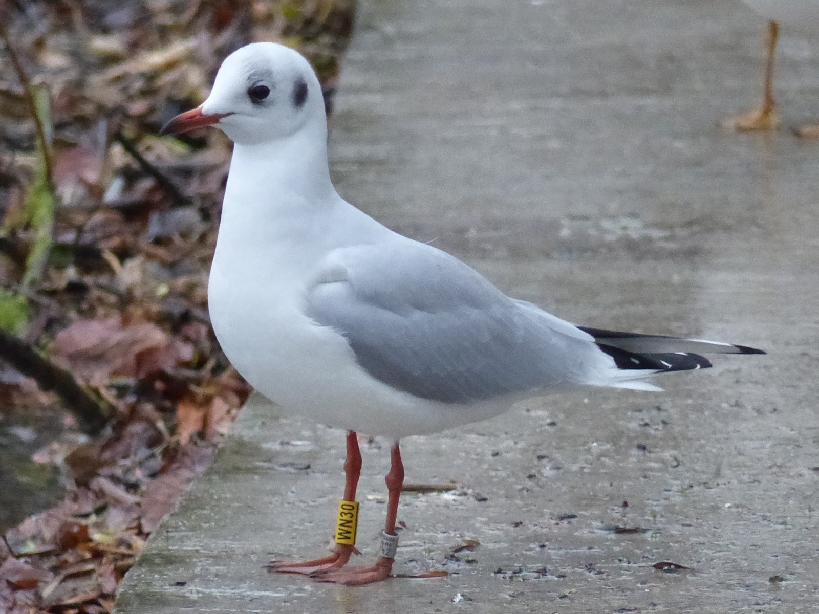 Linacre Blogger: Czech-ringed Black-headed Gull