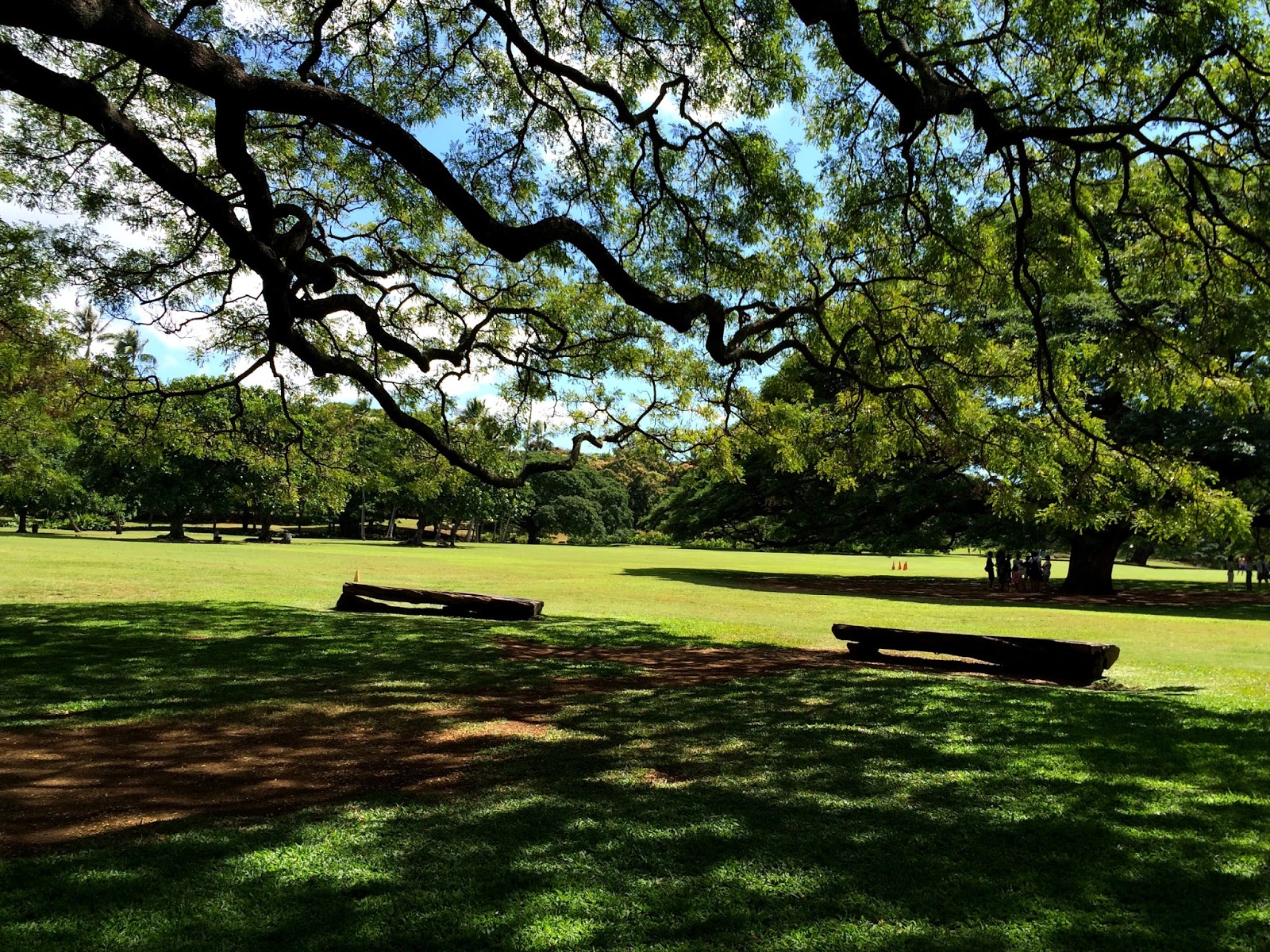 Aloha from Hawaii: The Hitachi tree