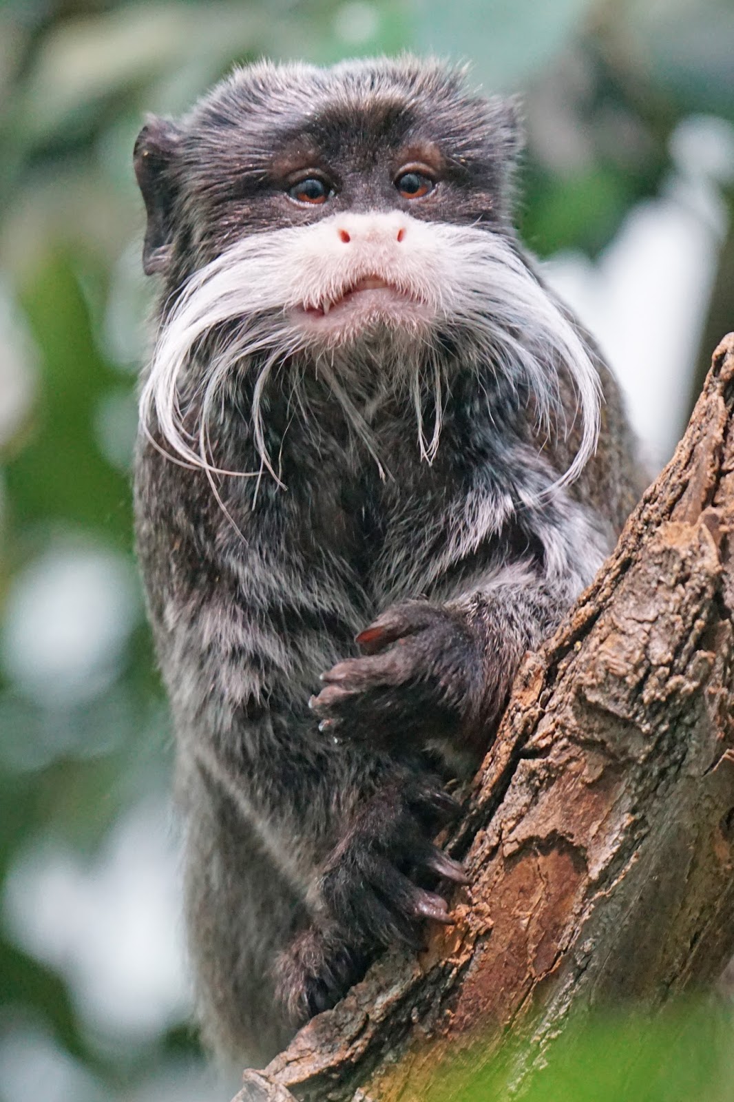 Emperor Tamarin Monkey Funny