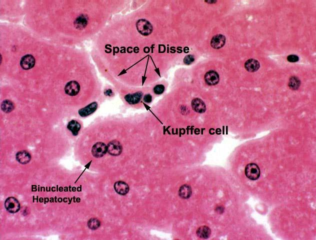 NADIA CREATING :): Anatomi Fisiologi Hati dan Kandung Empedu