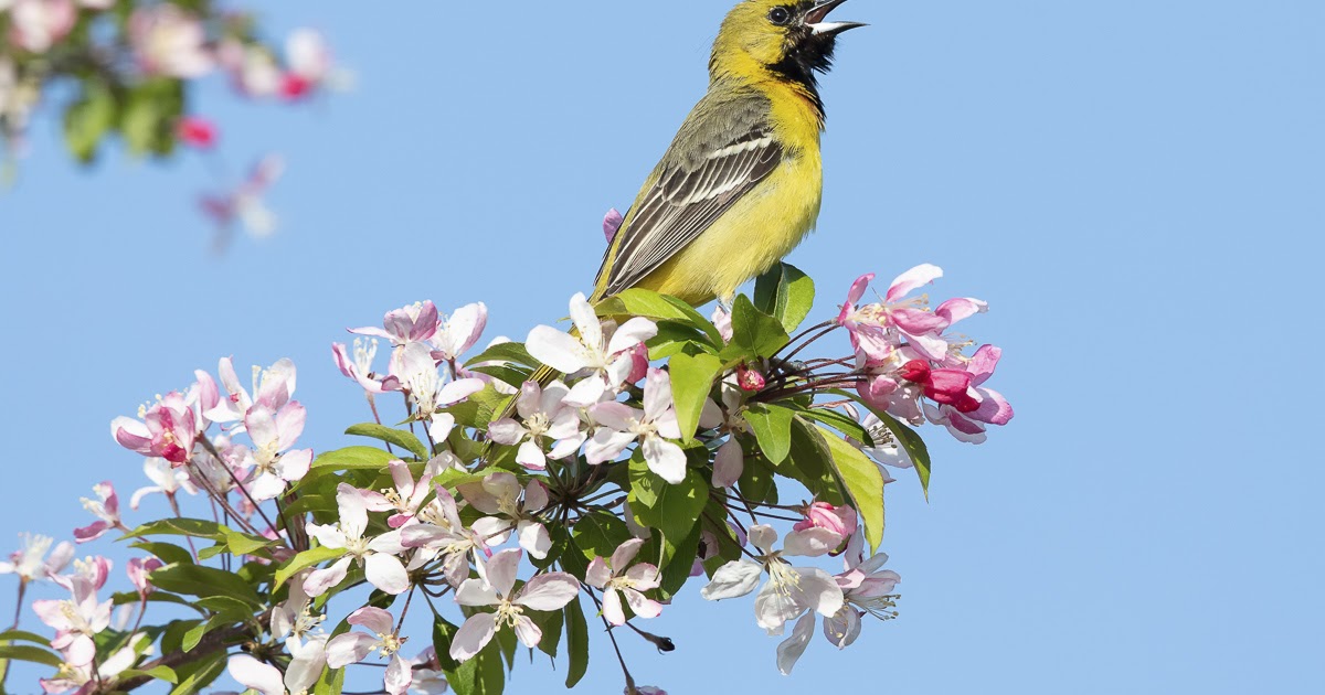 Birds-n-Blooms: Signs of Spring
