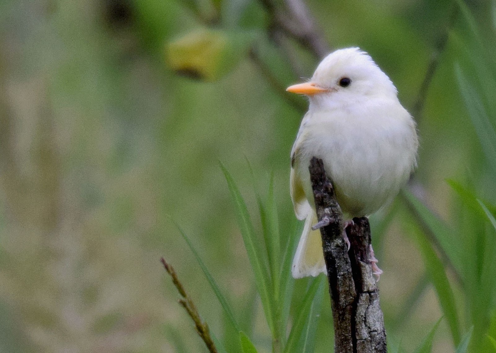 The Charm of Leucistic Birds