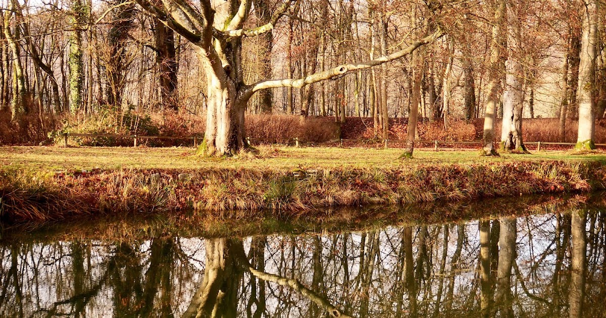 Anne MOREAU: En tenues de soirée ou en haillons magnifiques, les arbres