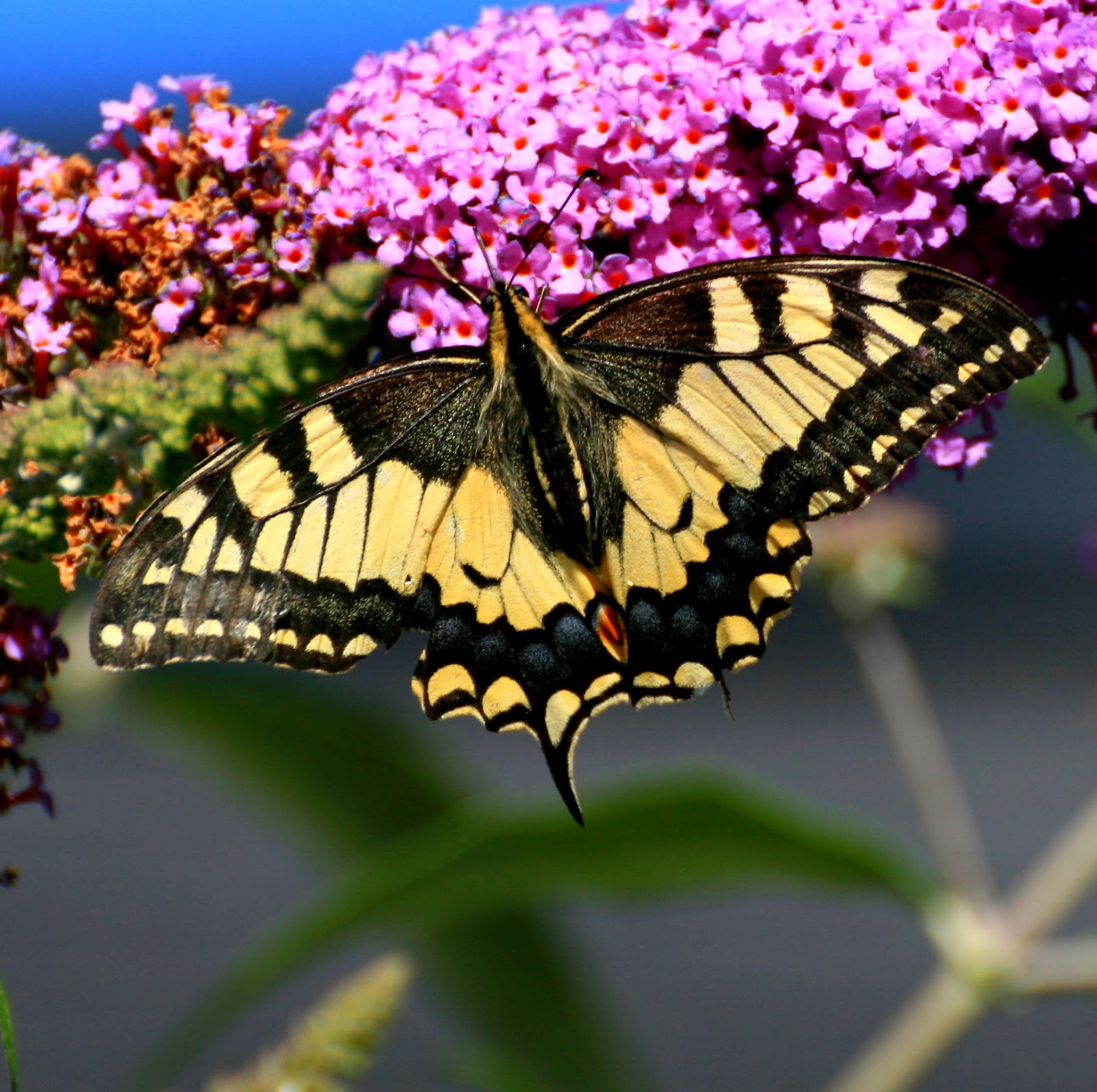 Le Monde des Animaux Chimériques