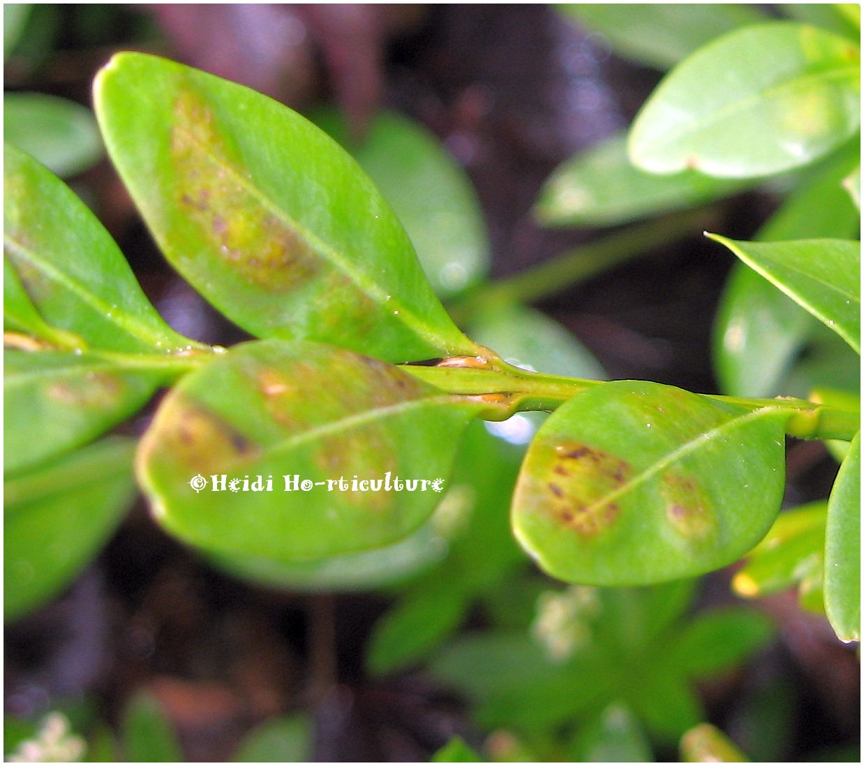 Heidi Horticulture: Boxwood Leaf Miner - Monarthropalpus flavus