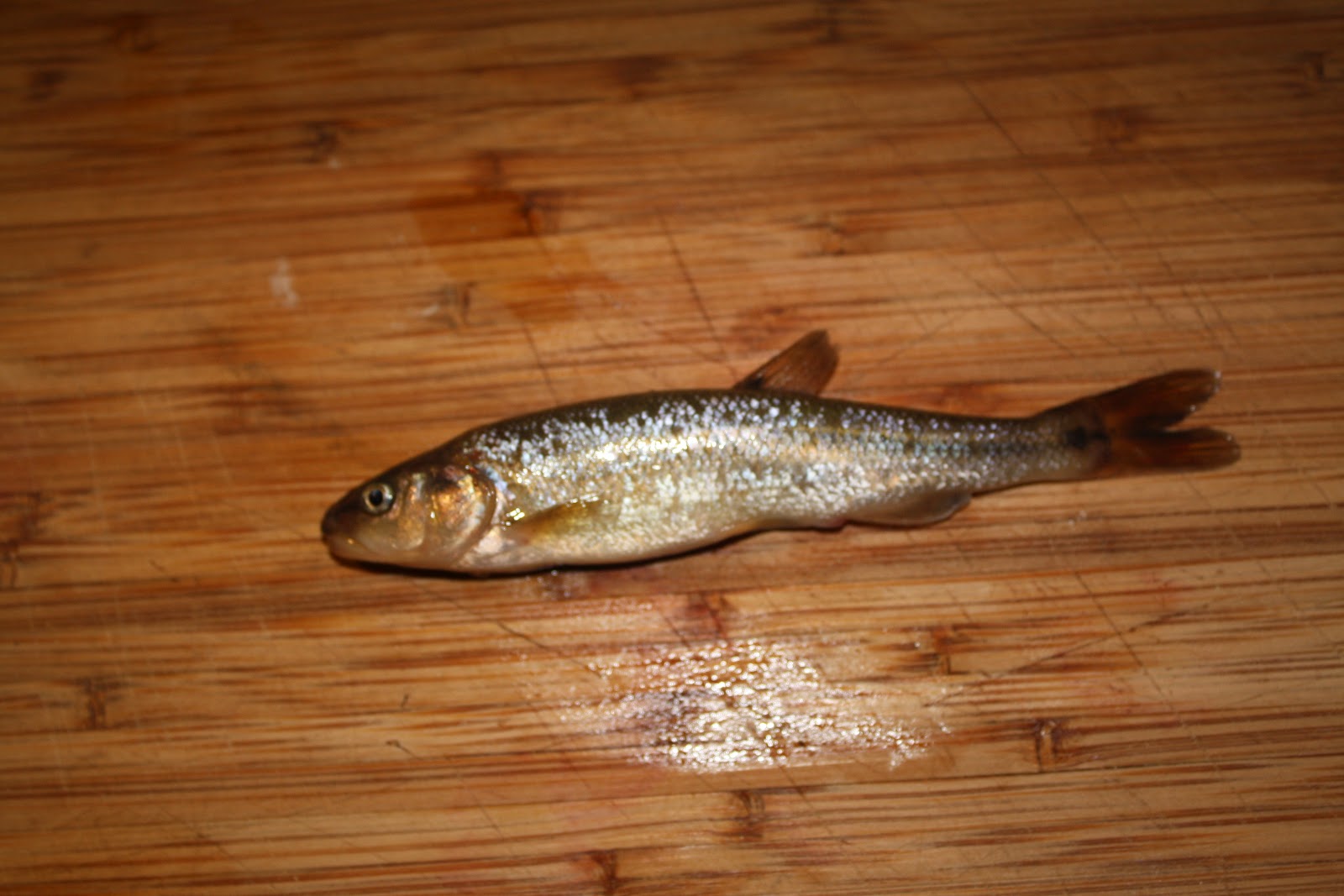 Catch-M-All: Chub Chasers! Fish Number 40 the Creek Chub!