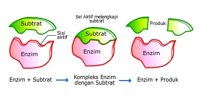 Mekanisme Kerja Enzim - BIOLOGI KEHIDUPAN