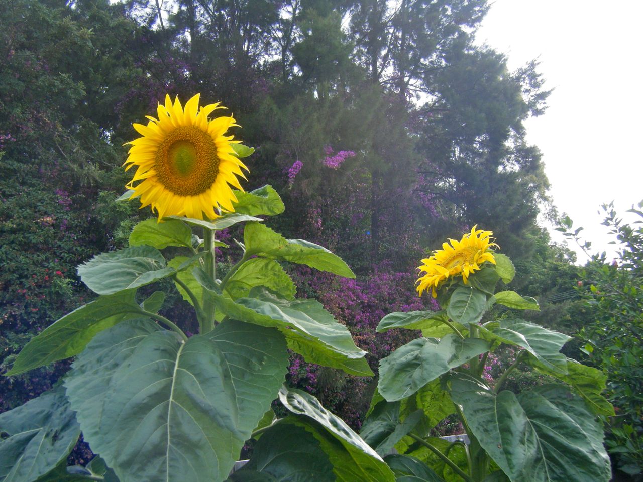 Horseshoe Bent: Setting of the sunflowers