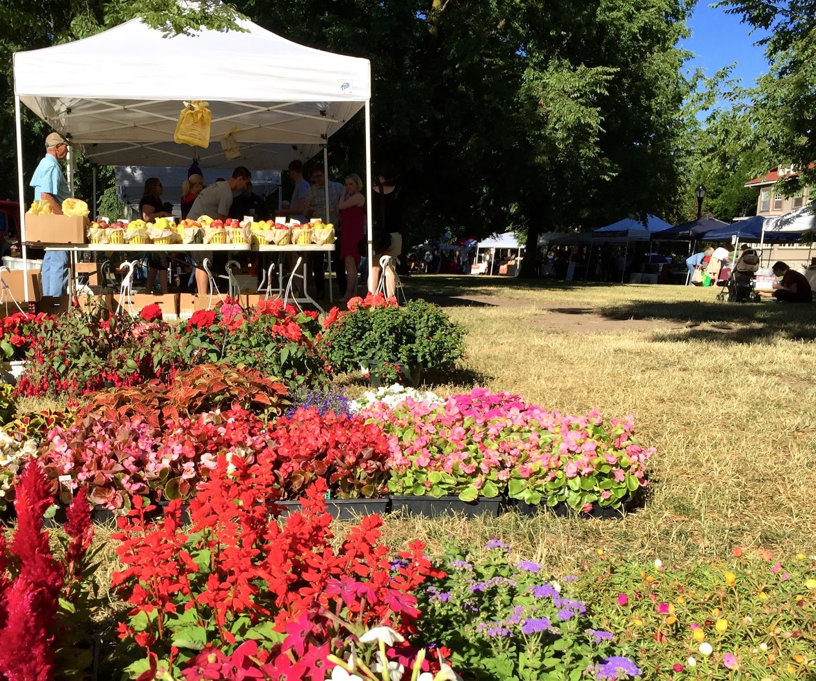 Buffalo Daily Photo : Farmer's Market