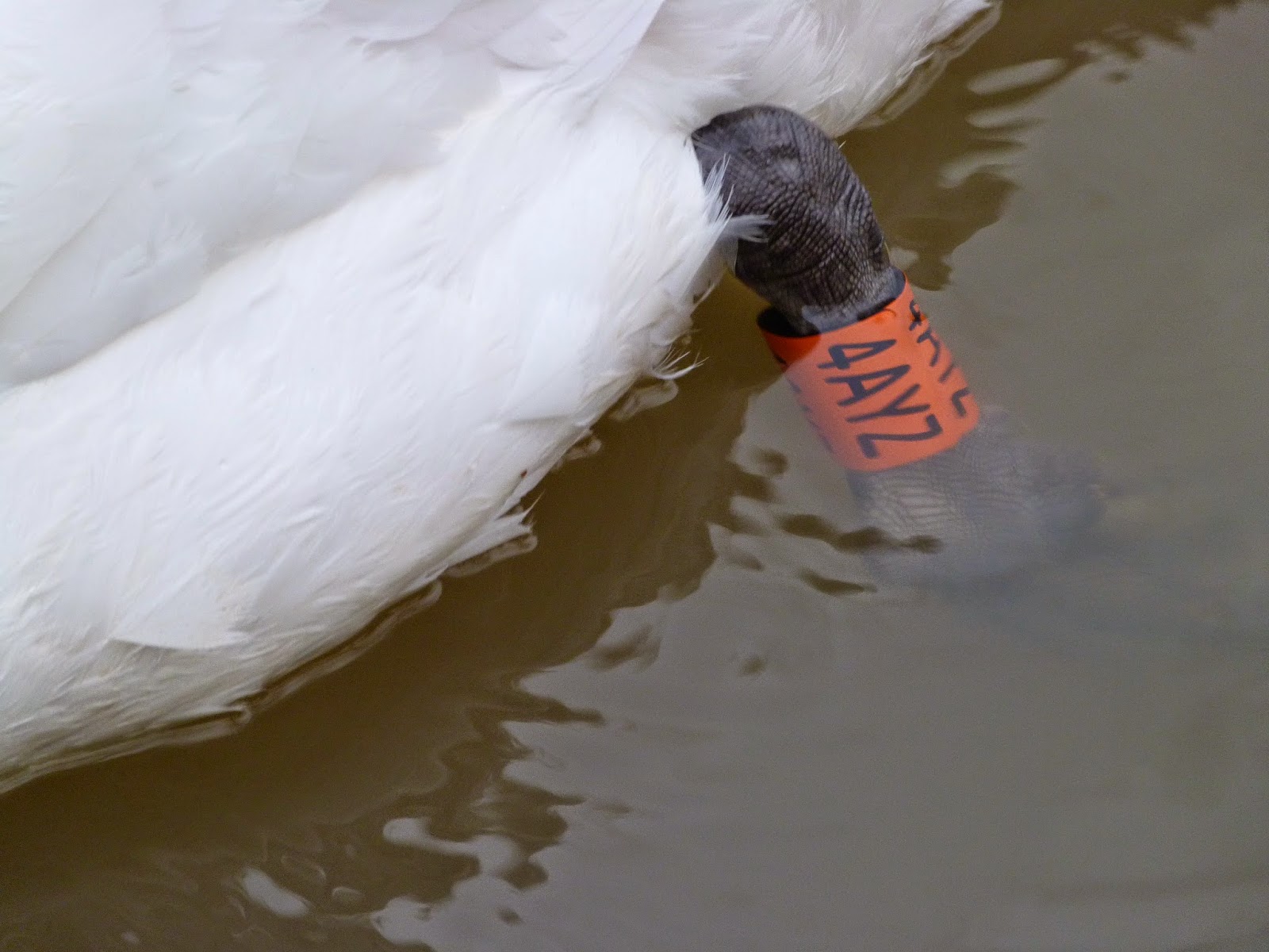 Lamsdell Bird Ringing and Wildlife Blog: River Thames, Windsor - 6 and ...