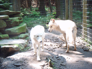 Claws ‘N Paws: A Zoo Hidden in the Forrest