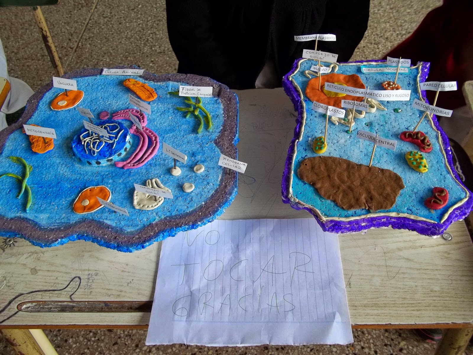 .: Trabajo de Investigación: " La célula animal y vegetal" (6° grado).