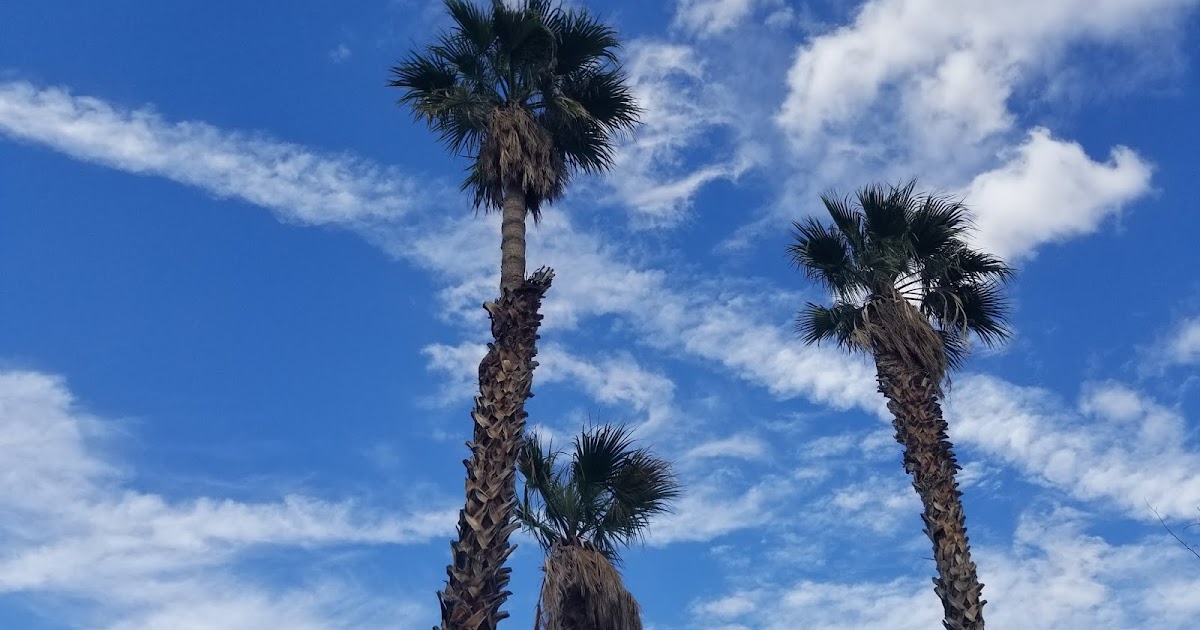 WASHINGTONIA ROBUSTA