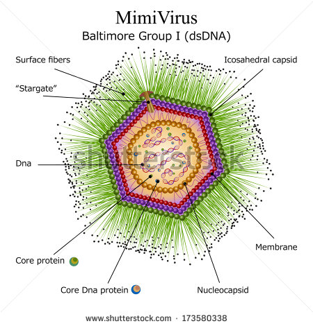 Medical Microbiology: Mimi's Personal Immune System
