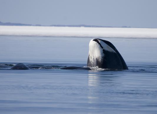 Marine Life: Bowhead Whale