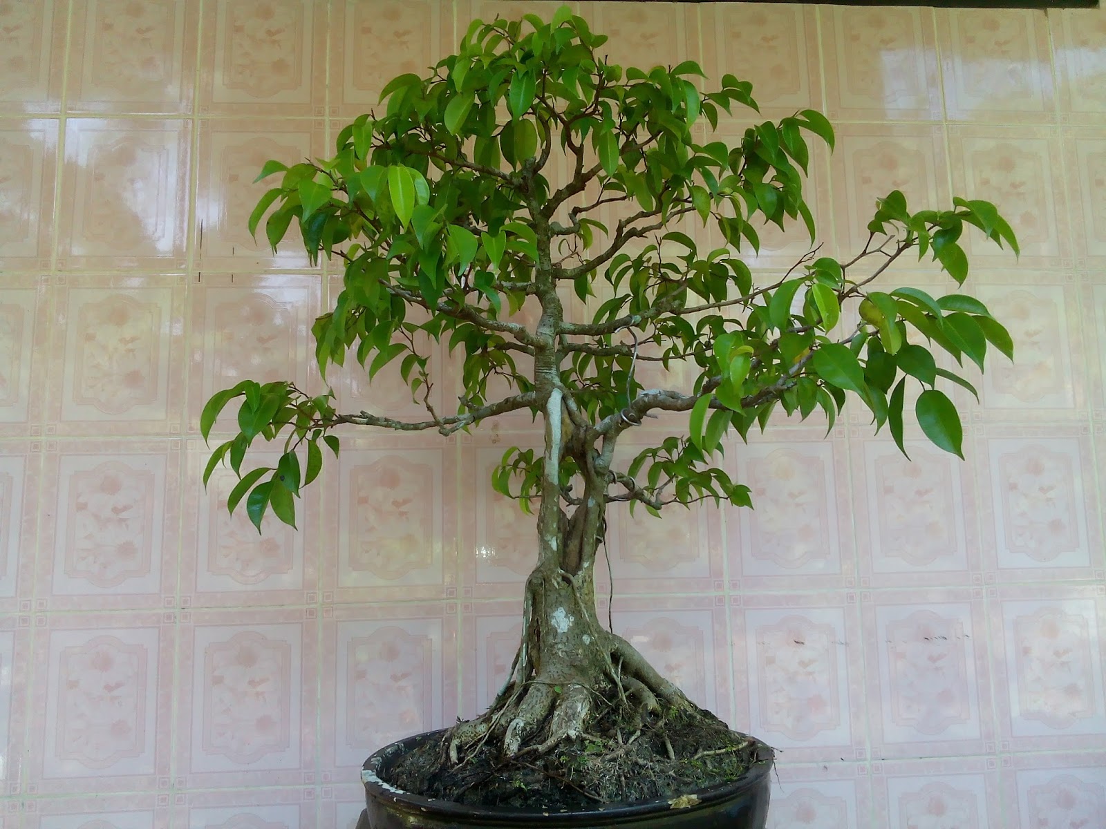 Bonsai Beringin Benjamin Dijual - Berniaga Pangandaran