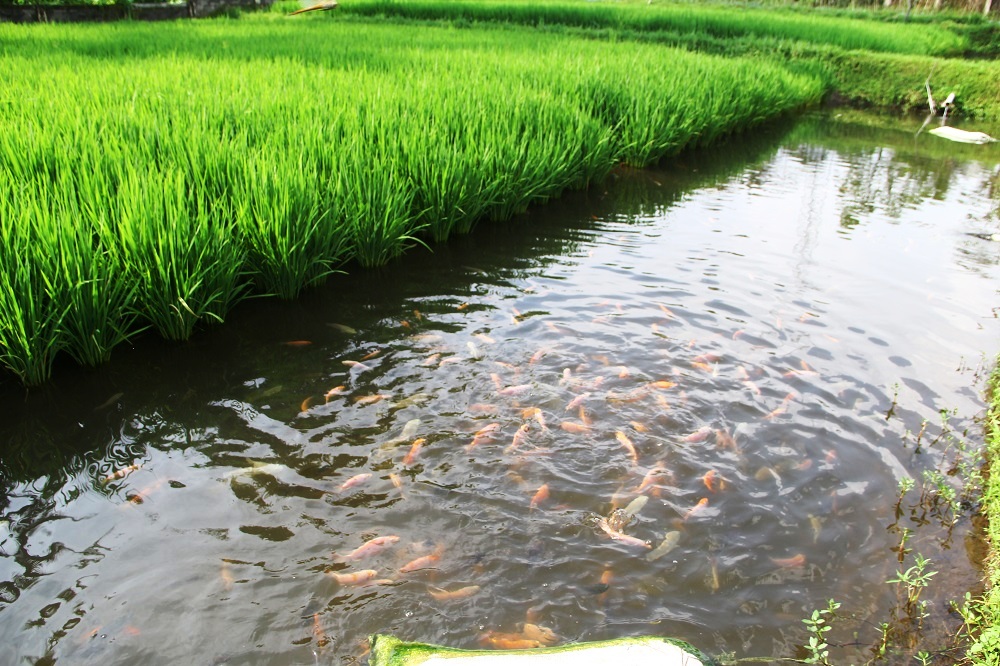 AGRO-VETERINARY BUSINESS .: Benefits of raising fish in rice fields.