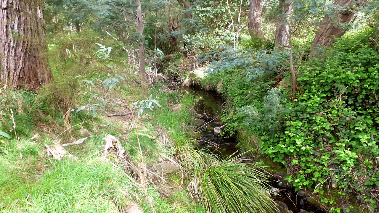 Ramblings: Nierinna Creek Tramway Hill Margate Rivulet 2015