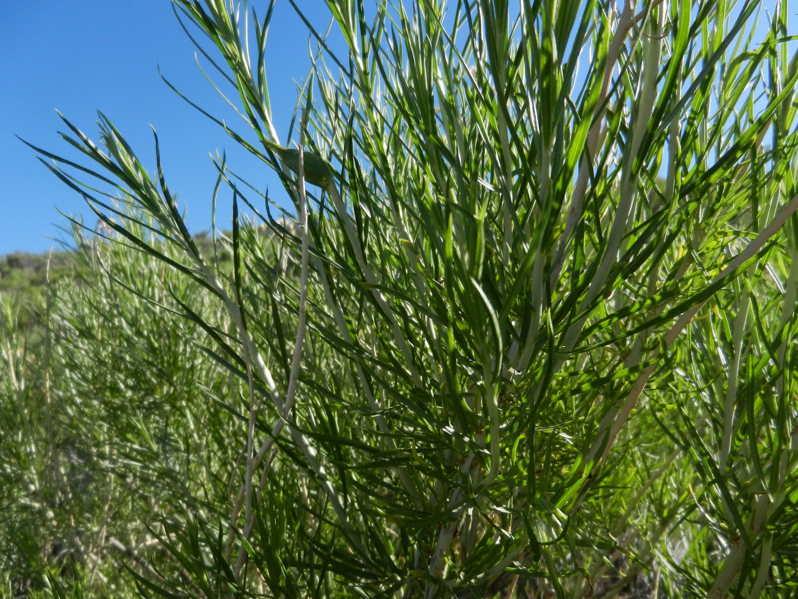 Fizzy Notions: Yellow Rabbitbrush