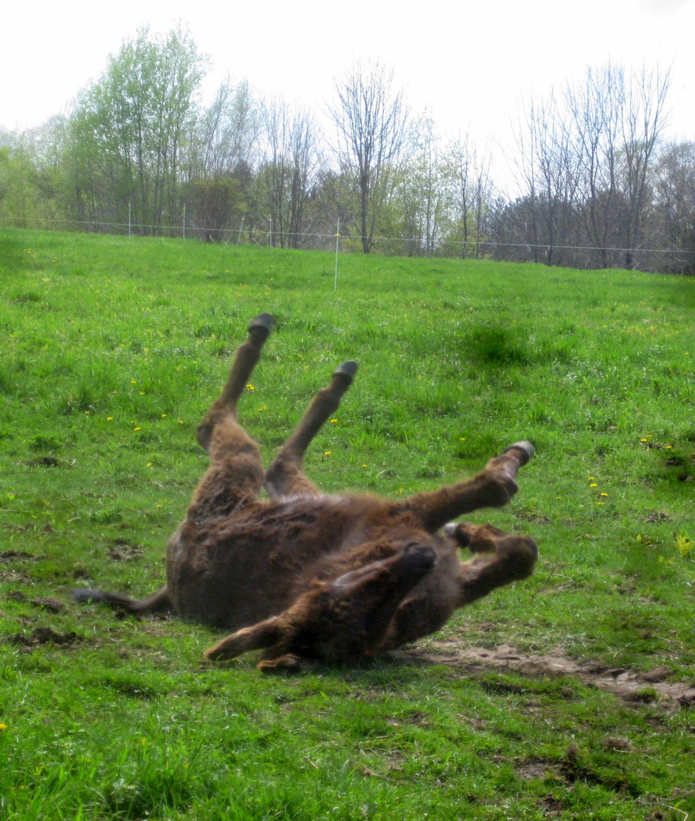 The Dancing Donkey: A Donkey Day