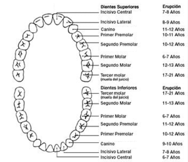 Morfología de la dentición temporal y diferencias con la denticion ...