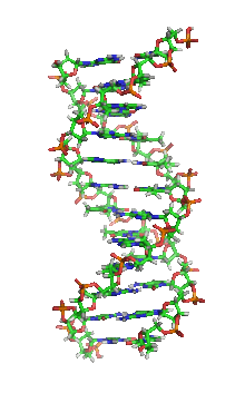 Biolófilos: Esquema general Tema 6: Los ácidos nucleicos