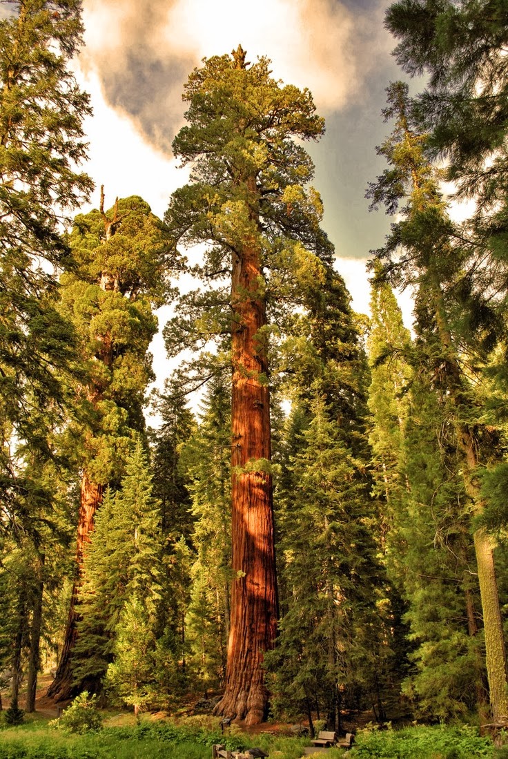 Sequoia National Park | A1 Pictures