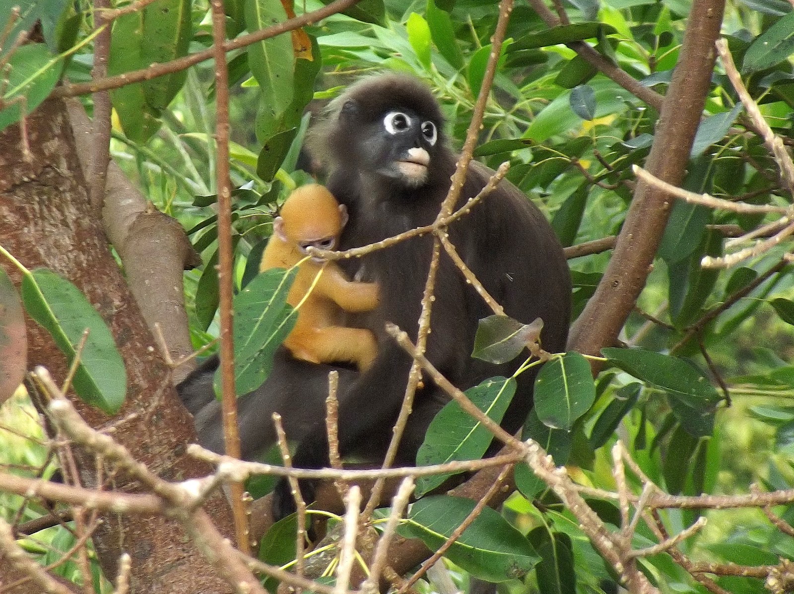 Dusky Langur (Dusky Leaf Monkey)