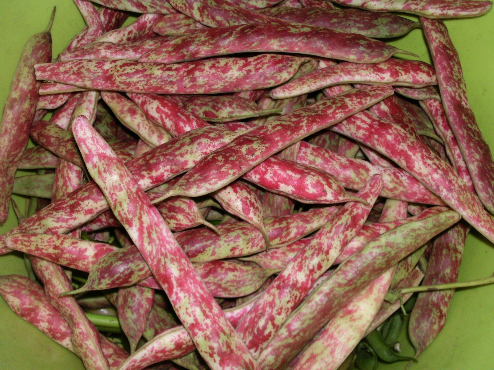 Fagioli borlotti freschi con pasta fresca (adatto ai vegani/vegetariani)