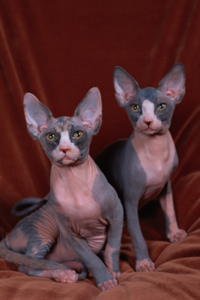 Sphynx cat ~ The Animals Planet