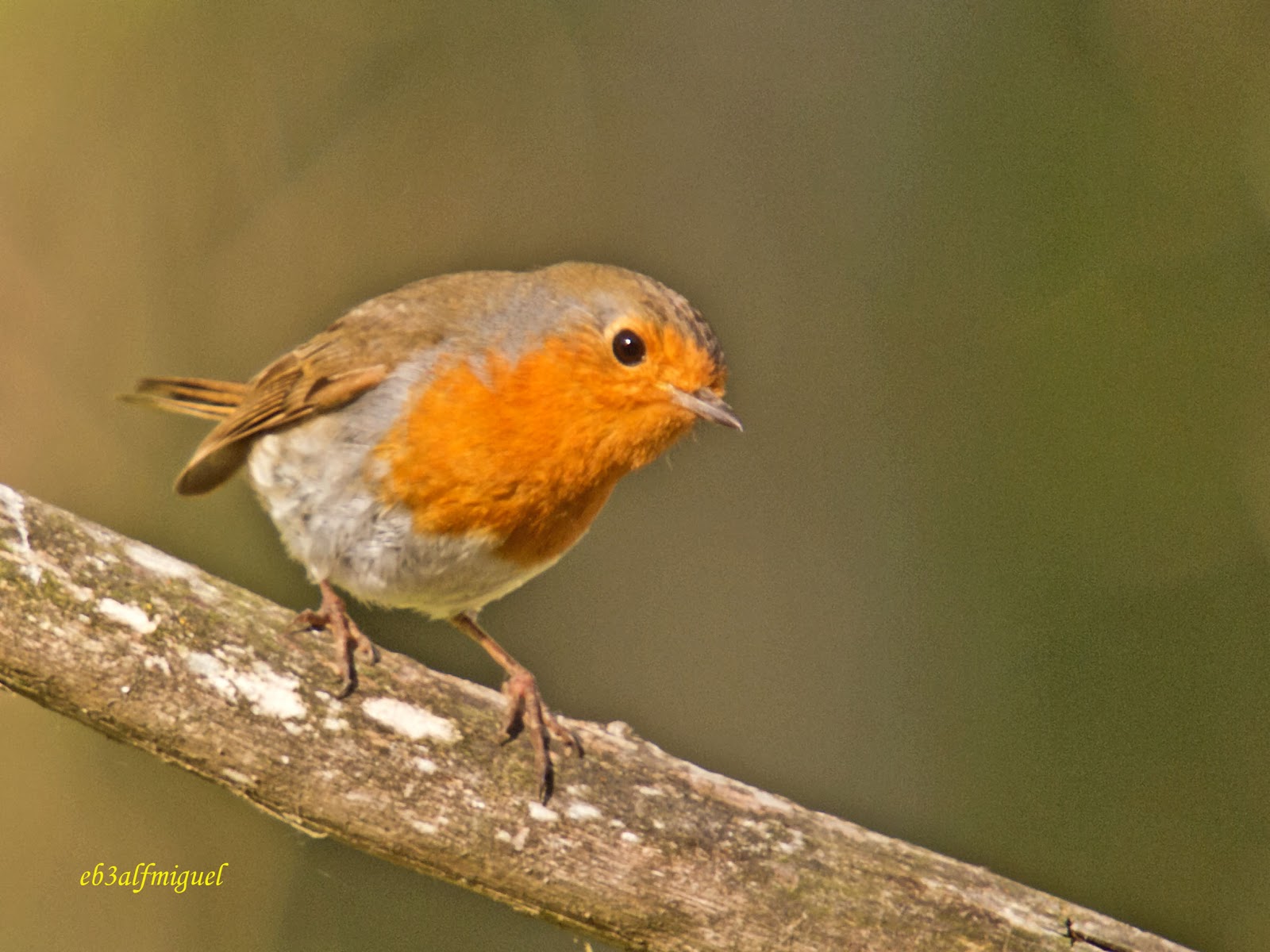 MIS AMIGAS LAS AVES: La curiosidad del petirrojo (Erithacus rubecula)