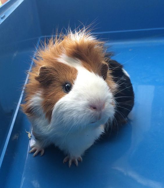 Zamorac ili Guinea Pig.: Zamorci // Guinea Pig // nisu naročito ...