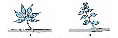 DAUN - READS | A Blog by Widiani