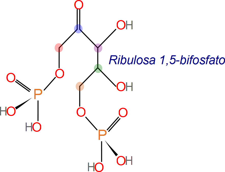 Ciencias de Joseleg: Ciclo de Kalvin-Benson. RuBP a intermediario de 6 ...
